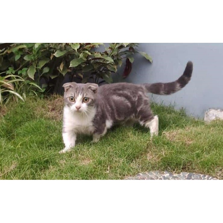 Jual Kucing Munchkin Gaelich (kucing cebol) | Shopee Indonesia