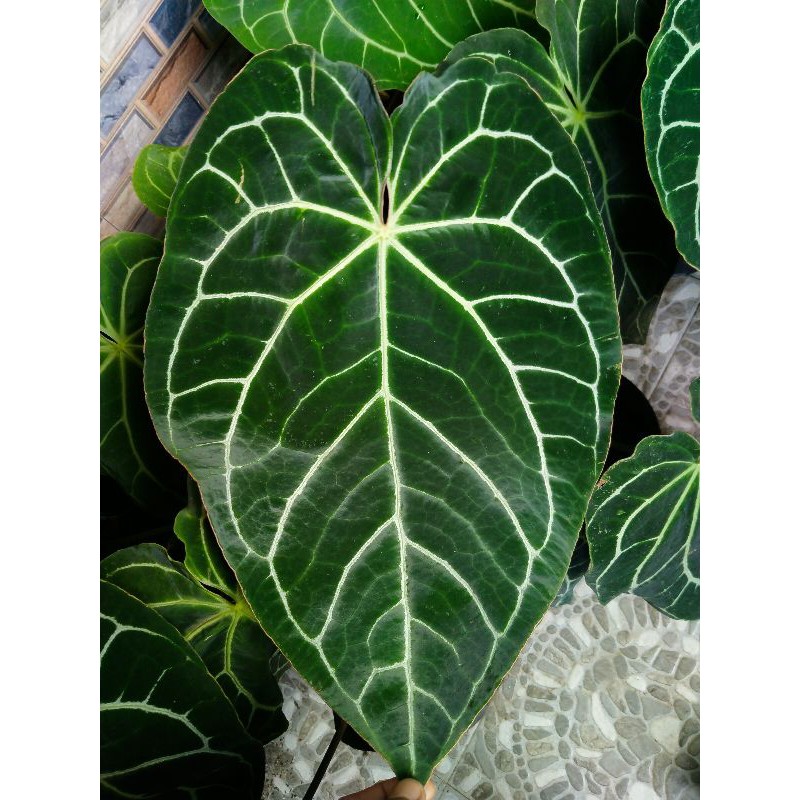 Jual UKURAN JUMBO TANAMAN HIAS KUPING GAJAH/ANTHURIUM CRYSTALLINUM DARK ...