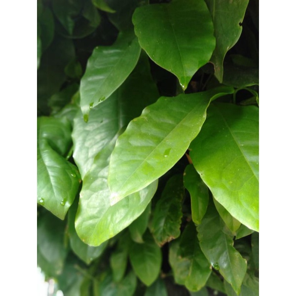 Jual Sayur Daun Godong SO / Melinjo / Mlinjo / Belinjo / Blinjo ...