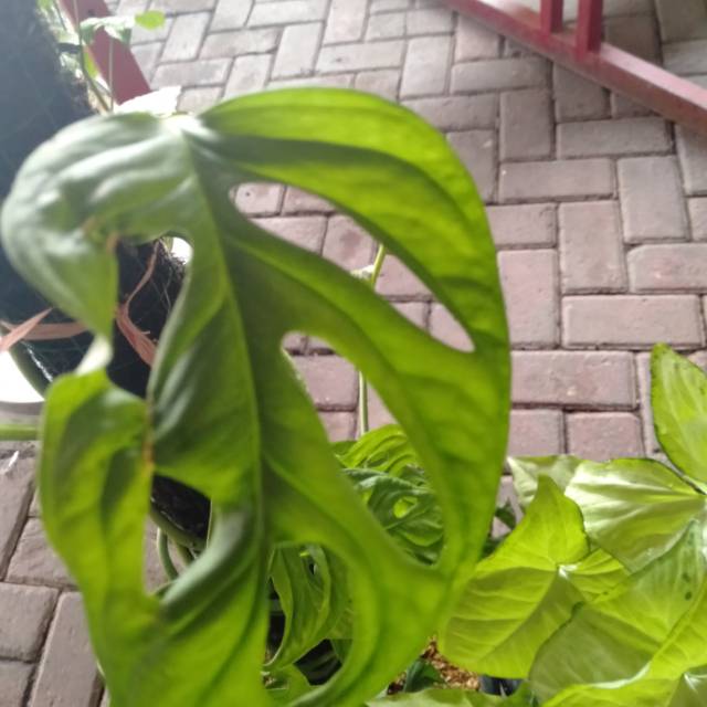 Jual Bunga Monstera Janda minim 4 pohon | Shopee Indonesia