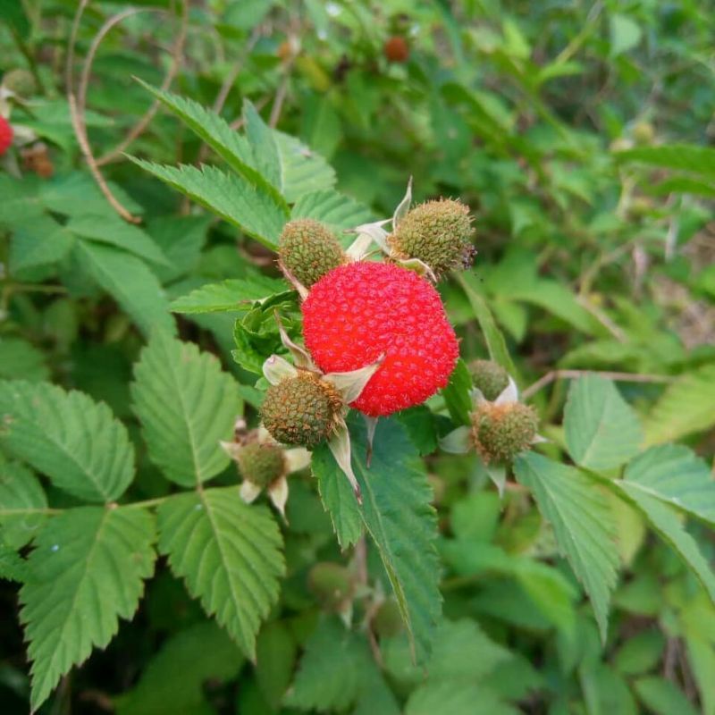 Jual Bibit tanaman buah arbei/frambos/raspberry tropis (Rubus ...
