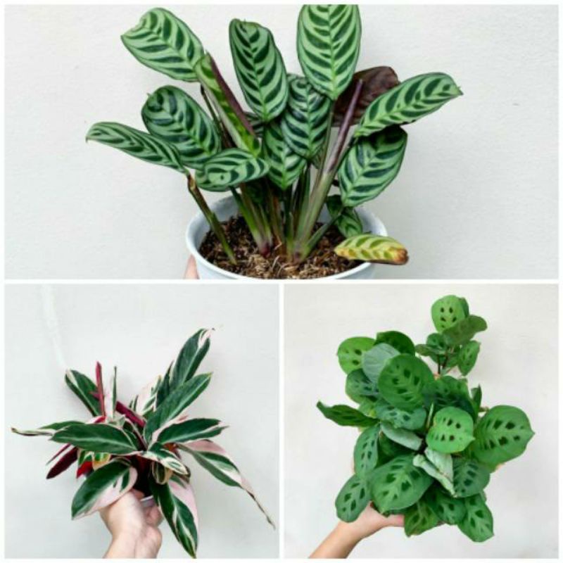 Jual 3 tanaman calathea tanaman calathea levonero tanaman calathea ...