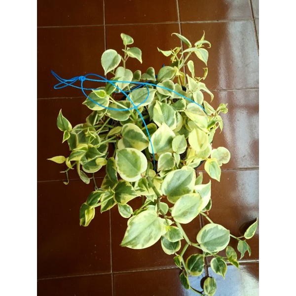 Jual tanaman terang bulan / peperomia | Shopee Indonesia