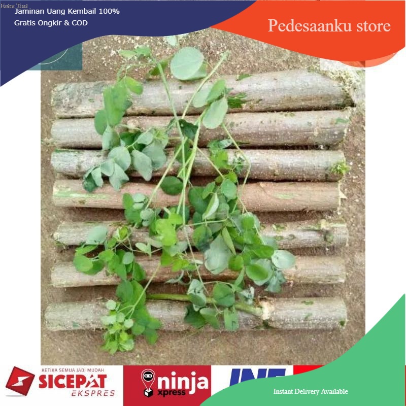 Jual bibit stek pohon kelor tanaman berkhasiat | Shopee Indonesia