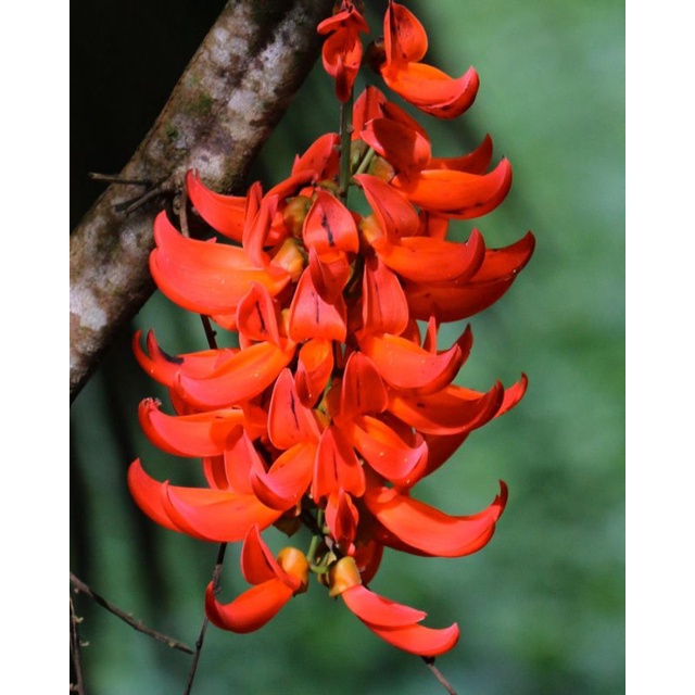 Jual Tanaman hias Flame of irian / bunga api irian / vine irian / bunga ...