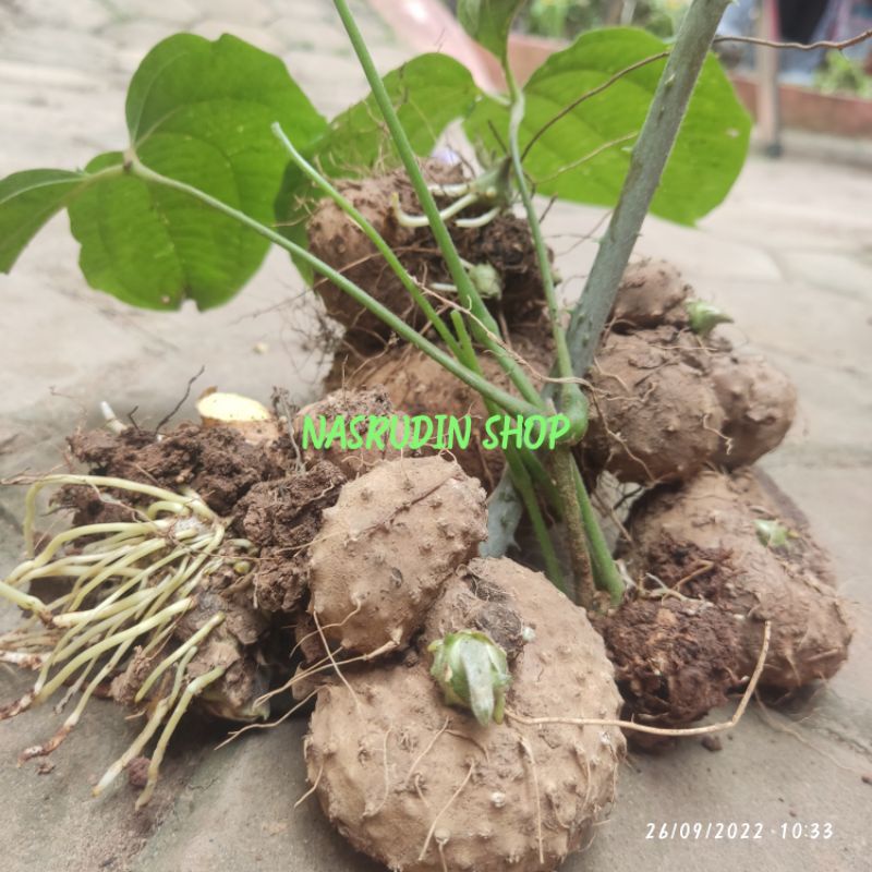 Jual BIBIT TANAMAN UMBI GADUNG SIAP TANAM | Shopee Indonesia