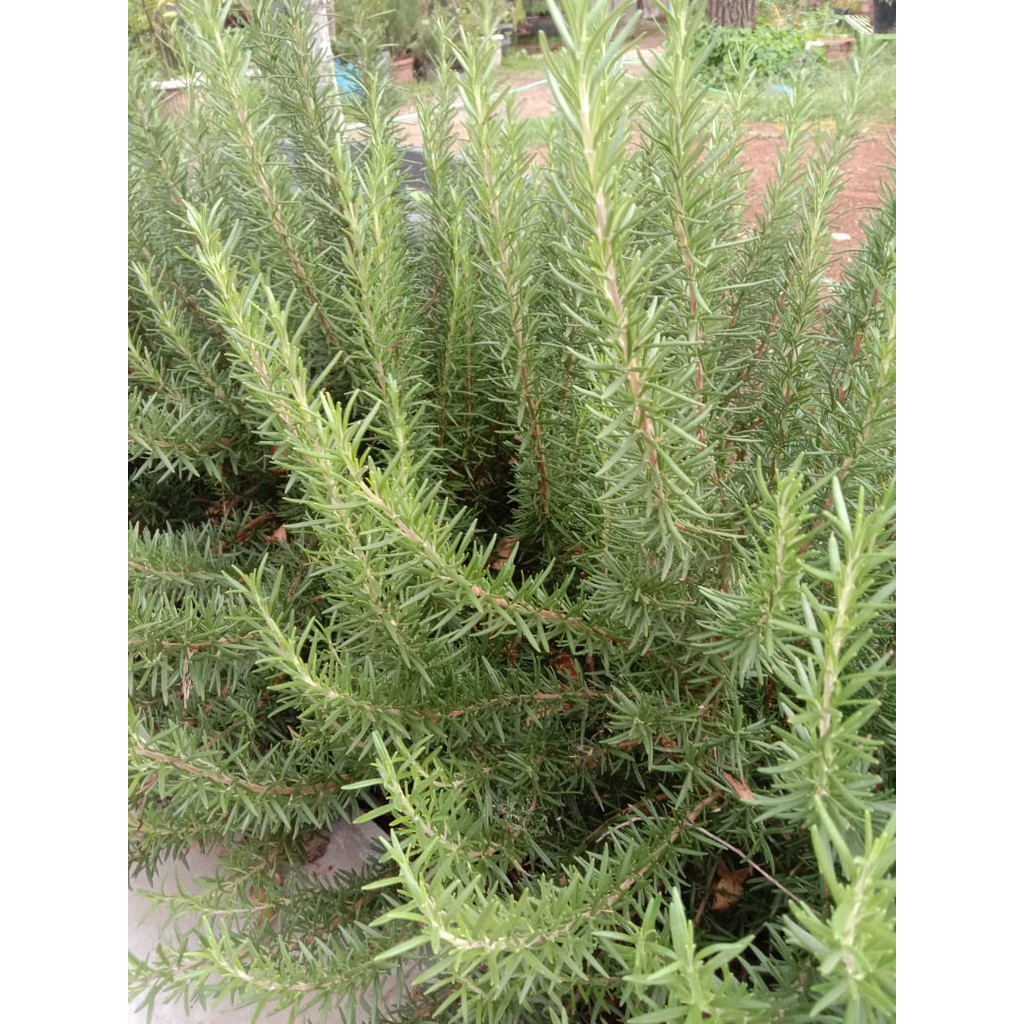 Jual BIBIT ROSEMARY, ROSMARI, TANAMAN ROSMARY, RUSMARIN | Shopee Indonesia