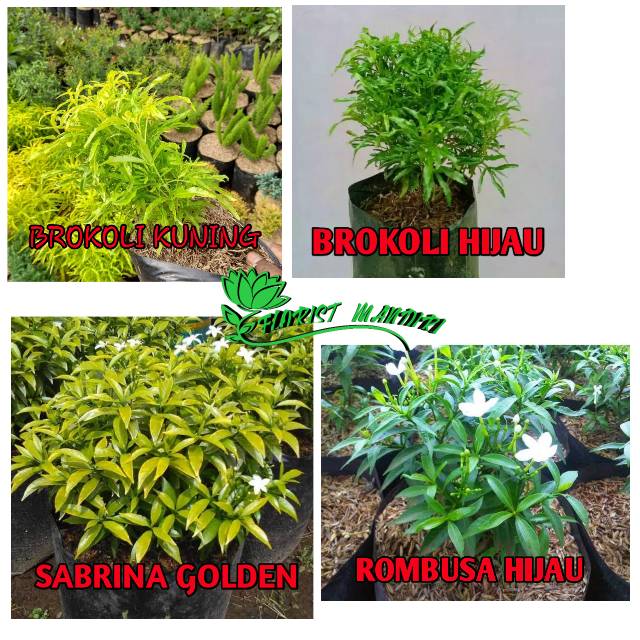 Jual PAKET HEMAT 4 POHON SABRINA BROKOLI (SABRINA GOLD,ROMBUSA HIJAU ...