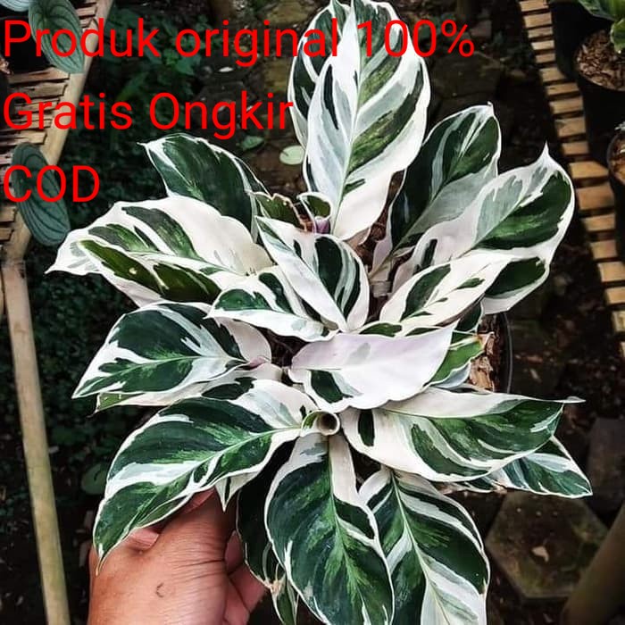 Jual Tanaman Hias Bunga Calathea Tisu / Thai Beauty Varigata murah ...