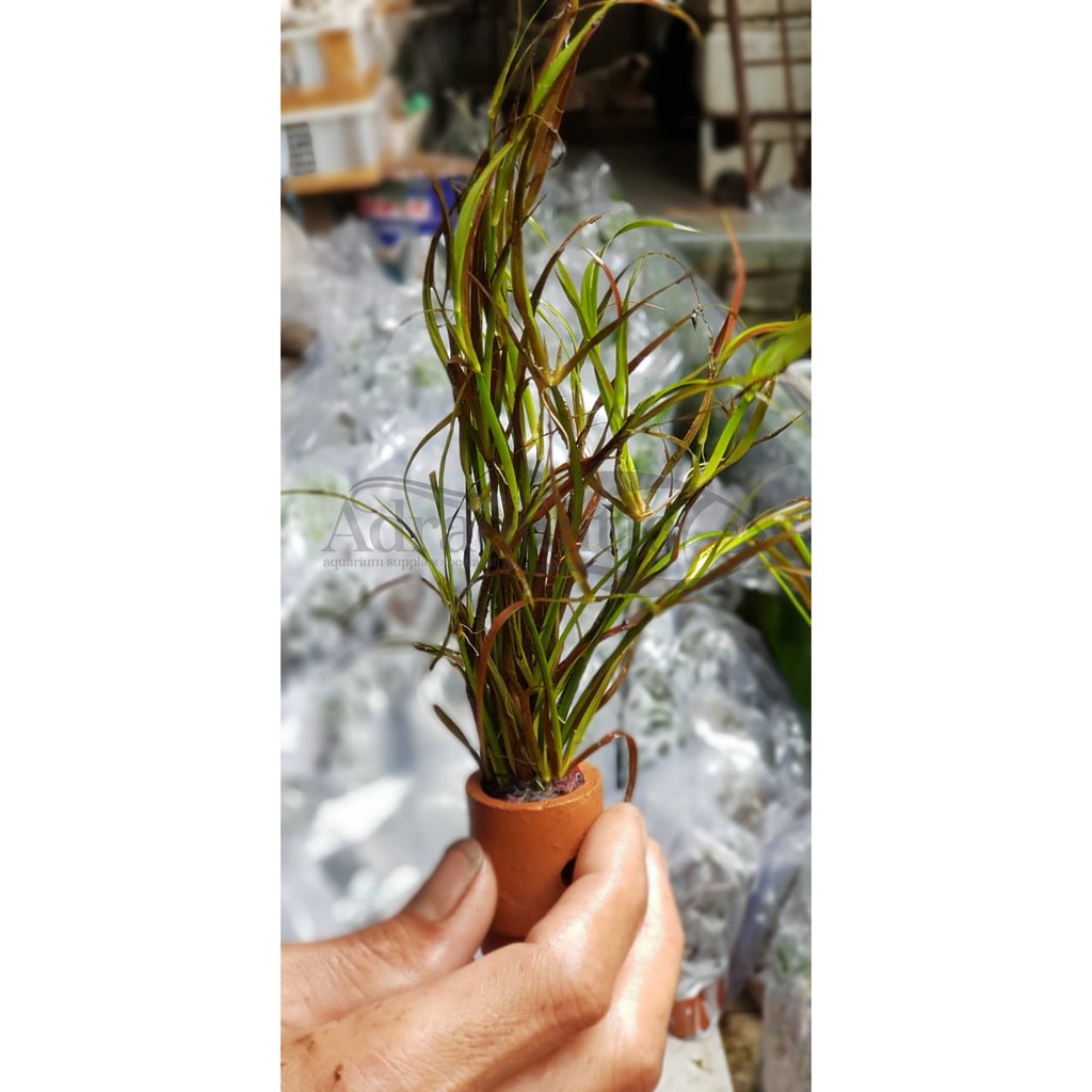 Jual TANAMAN AQUASCAPE PARIS BAMBU MERAH AQUARIUM | Shopee Indonesia