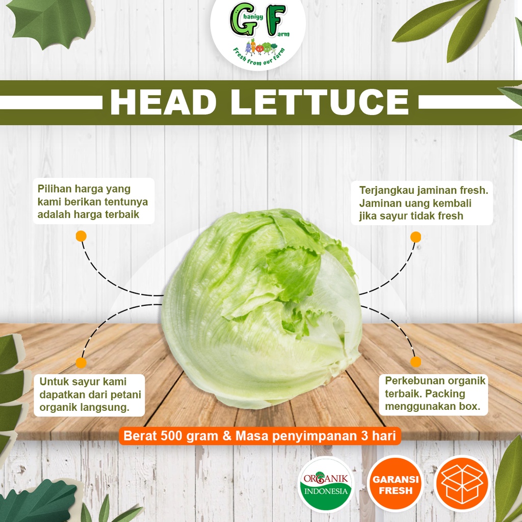 Jual Sayuran Organik - Lettuce Head Sayur Letus Daun Slada Organik ...