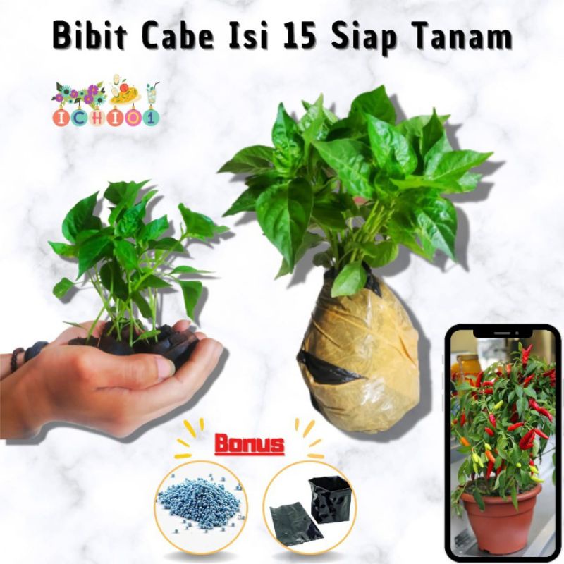 Jual bibit cabe super pedas isi 15 pohon (gratis pupuk & polybag ...
