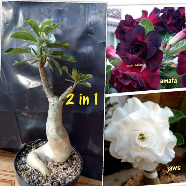 Jual Bibit Bunga Adenium Kamboja Jepang 1 Pohon 2 Warna Adenium Bunga