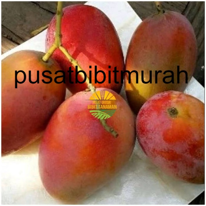 Jual Bibit mangga red emperor | Shopee Indonesia