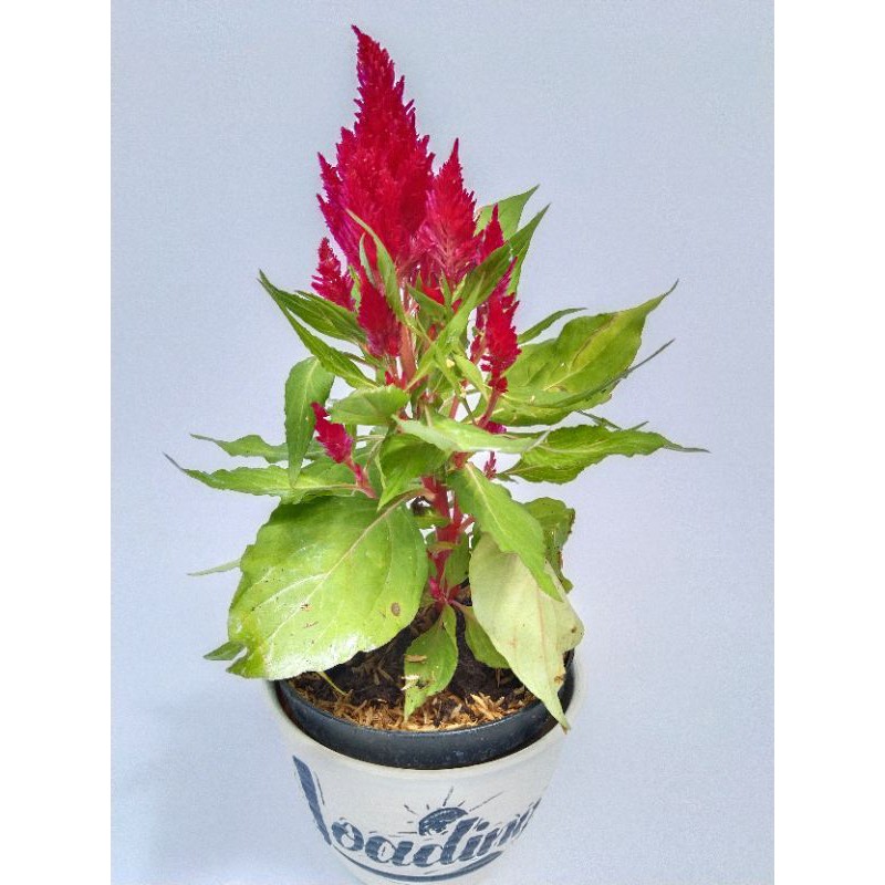 Jual bunga jengger ayam merah / Celosia bunga merah api | Shopee Indonesia