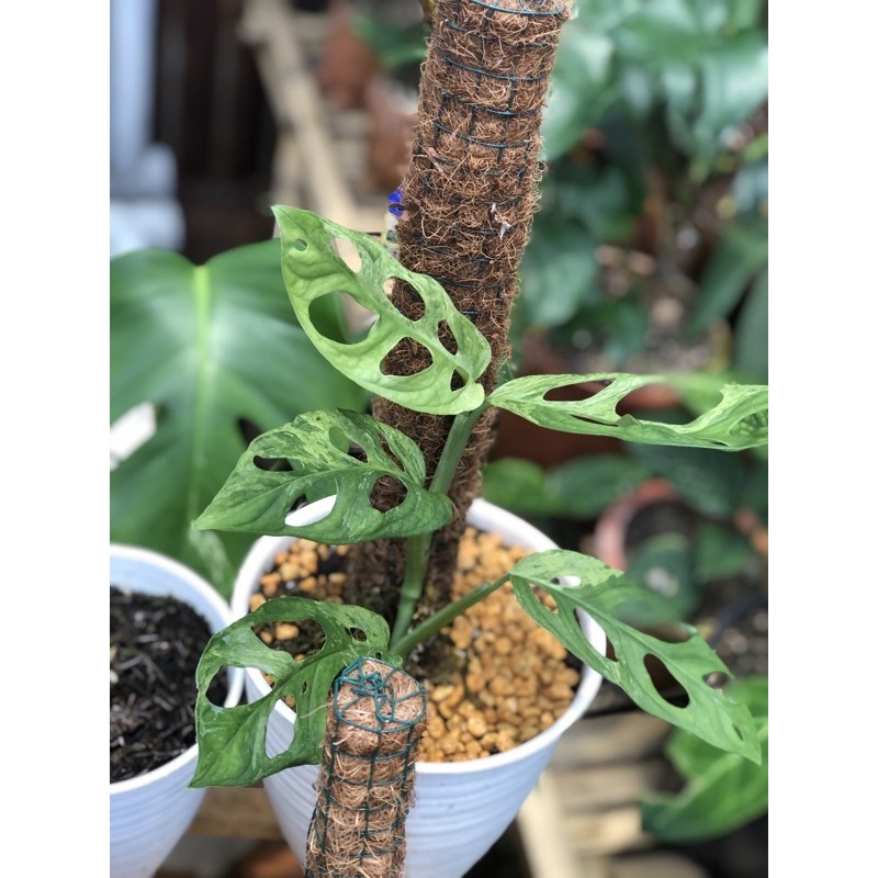 Jual monstera adansonii variegata / janda bolong variegata | Shopee ...