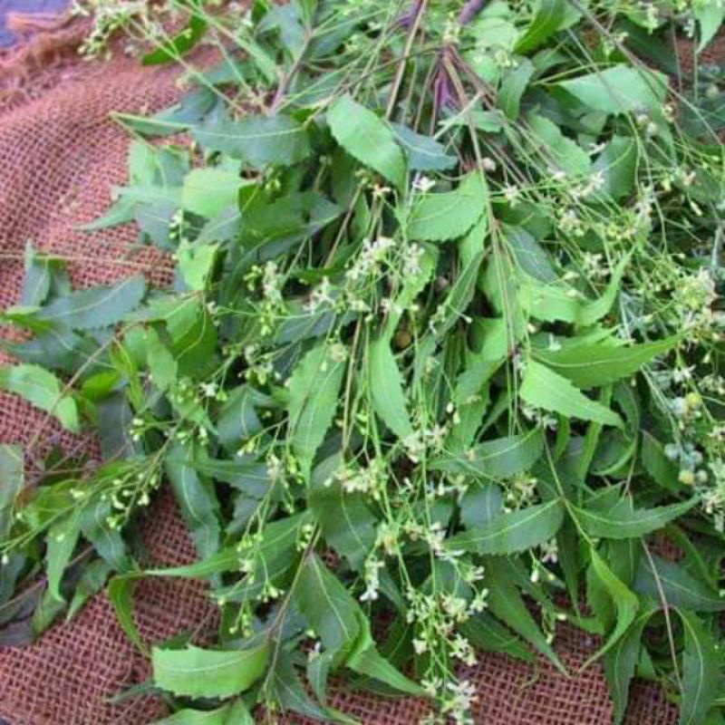 Jual daun mimba segar 1kg | Shopee Indonesia