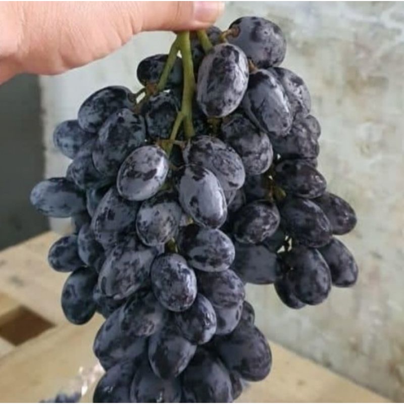 Jual Buah anggur hitam tanpa biji manis per kg | Shopee Indonesia