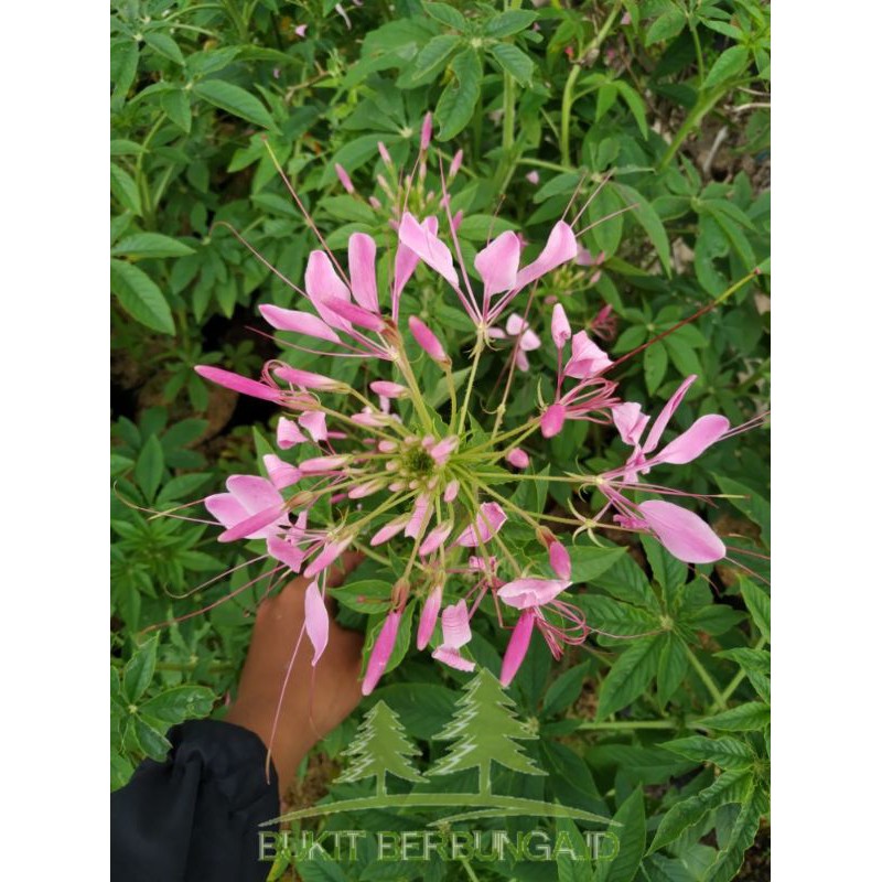 Jual Tanaman Hias Cleome atau Bunga Laba-Laba MURAH | Shopee Indonesia