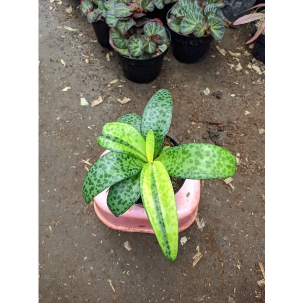 Jual tanaman hias lidah katak variegata / lidah kodok variegata / kirki ...