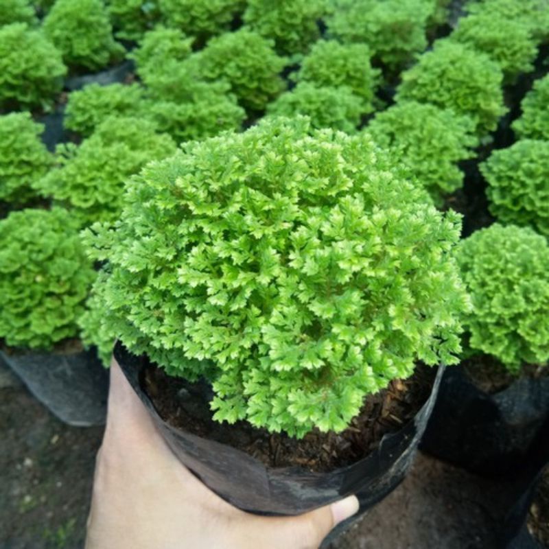 Jual tanaman hias lumut Ambon ( rimbun seperti gambar ) | Shopee Indonesia