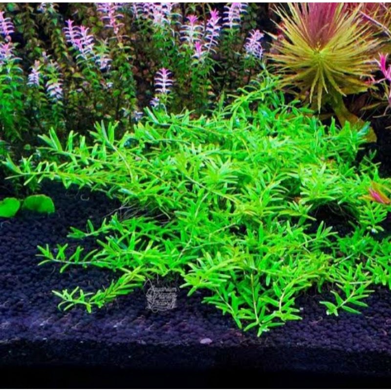 Jual rotala sp green - tanaman aquascape | Shopee Indonesia