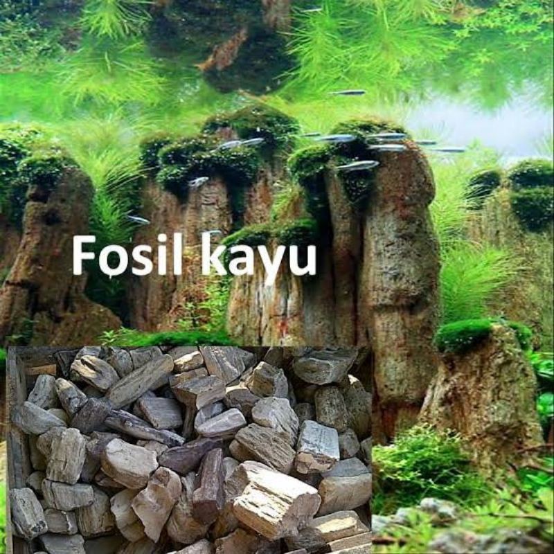 Jual Batu Fosil / Fossil Kayu Hiasan Aquarium / Aquascape | Shopee ...