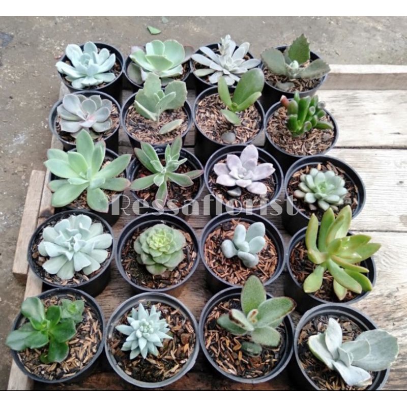 Jual Paket skulen 20 pcs tanaman hias | Shopee Indonesia