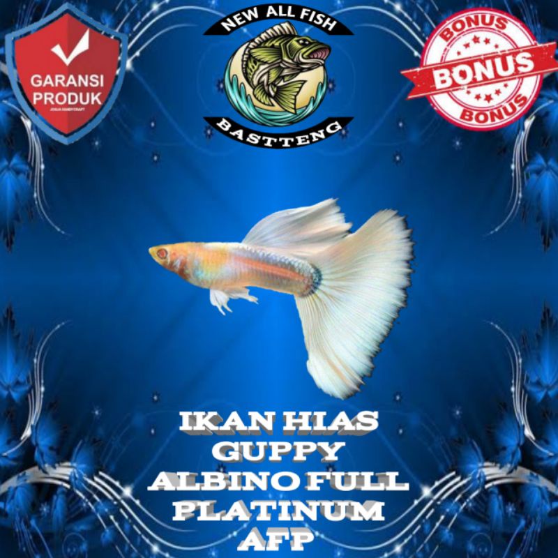 Jual Ikan Hias Albino full platinum (afp) | Shopee Indonesia