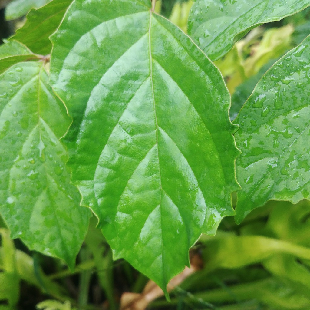 Jual Daun Pohon Lanang/Bungli (Oroxylum indicum) Eco-print isi 10 ...