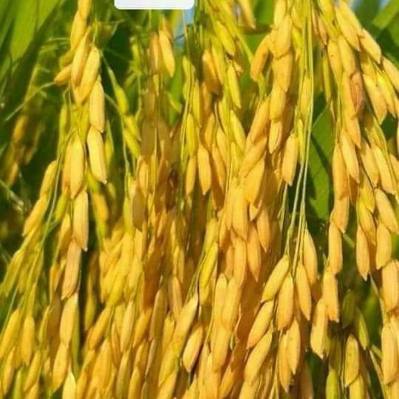 Jual Biji Padi Tahan Rebah MR 219 5KG | Shopee Indonesia