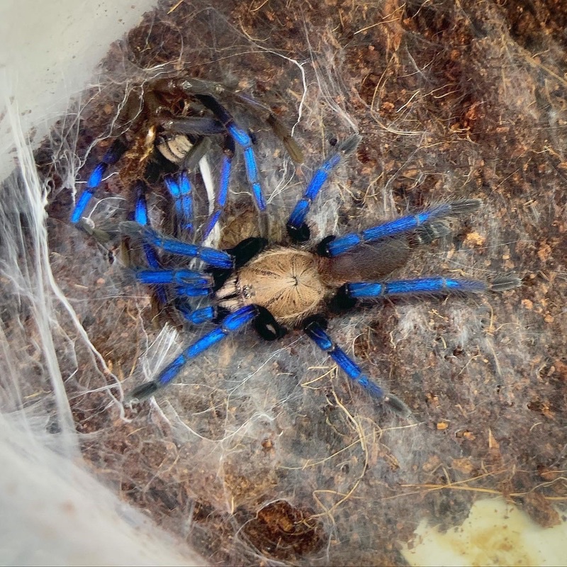 Jual Birupes simorogxigorum 8-9cm female | Shopee Indonesia