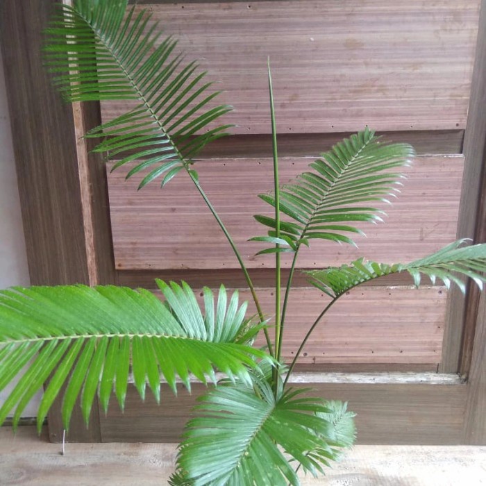 Jual Tanaman hias rotan palem jernang | Shopee Indonesia