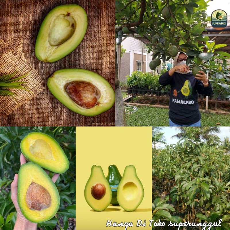Jual Tanaman Pohon Buah Alpukat Ukuran Satu Meter Lebih Dengan Batang ...