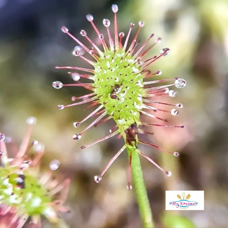 Jual Drosera Capillaris Long leaf Sundew | Shopee Indonesia