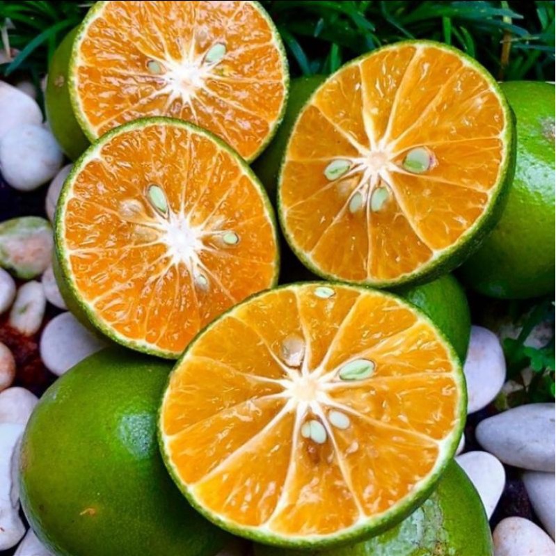 Jual Jeruk Peras Siam Jember Manis Fresh / 1kg | Shopee Indonesia