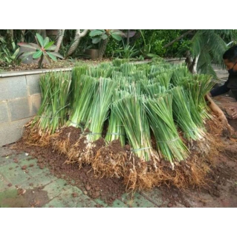 Jual Promo grosir!! Rumput Vetiver Akar Wangi Bibit Rumput Vetiver Akar ...
