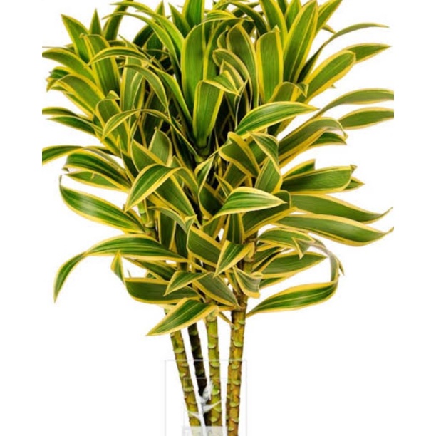 Jual Daun Song of India 2 ikat (20 tangkai) | Shopee Indonesia