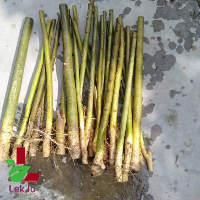 Jual Batang bonsai serut bahan grouping dan raff | Shopee Indonesia