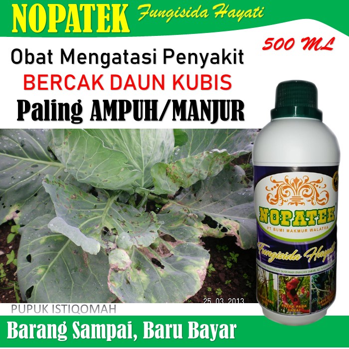 Jual Nopatek Obat Mengatasi Bercak Daun Kubis - Nopatek Fungisida ... Jual Nopatek Obat Mengatasi Bercak Daun Kubis - Nopatek Fungisida ...