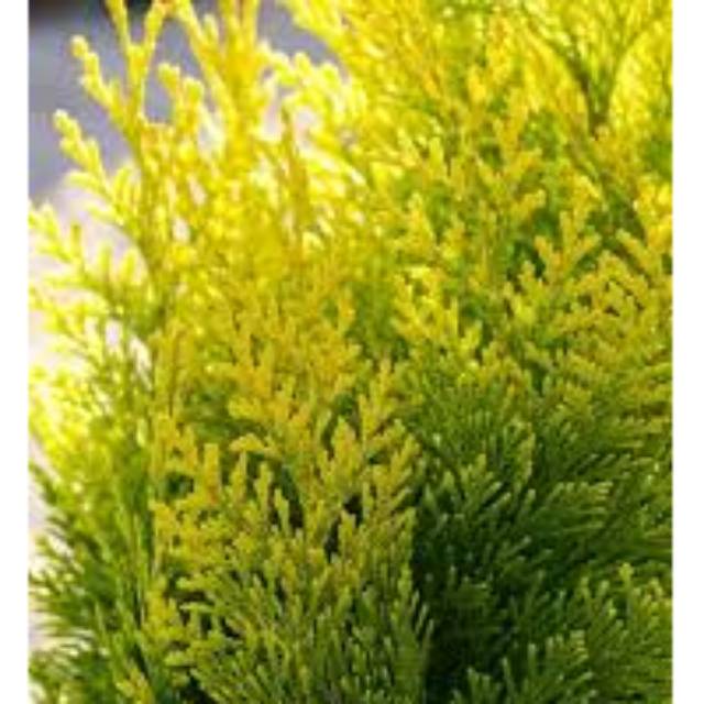 Jual Tanaman Cemara Inoki Golden Peking / Chamaecyparis Lawsoniana ...