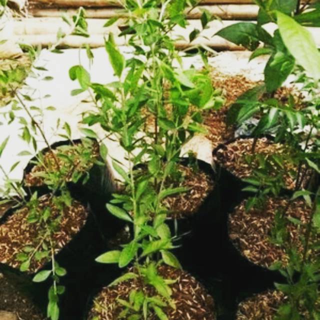 Jual BIBIT DAUN HENNA PACAR KUKU | Shopee Indonesia