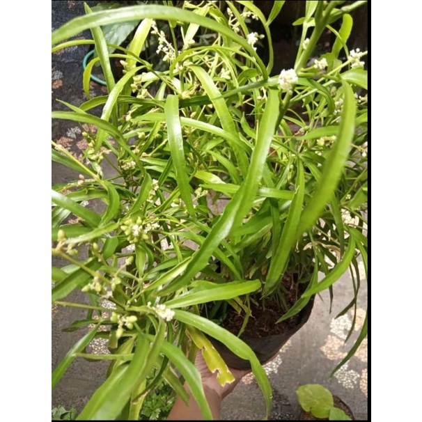 Jual bunga zodia,vegetasi lebah dan juga bisa buat tanaman pengusir ...