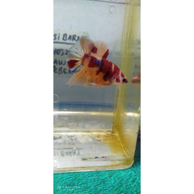 Jual cupang nemo | Shopee Indonesia