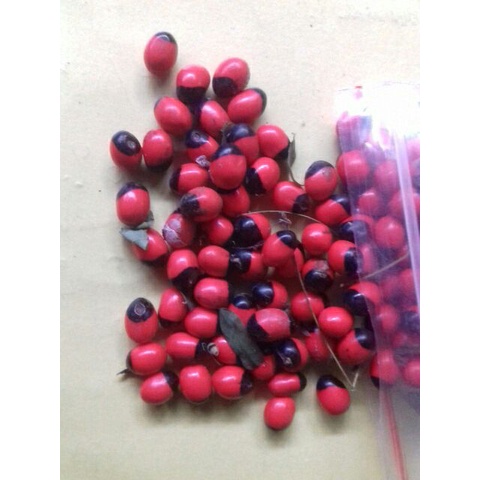 Jual Biji Saga Rambat, Biji Saga Manis, Biji Telik, Biji Saga 1 Pack ...
