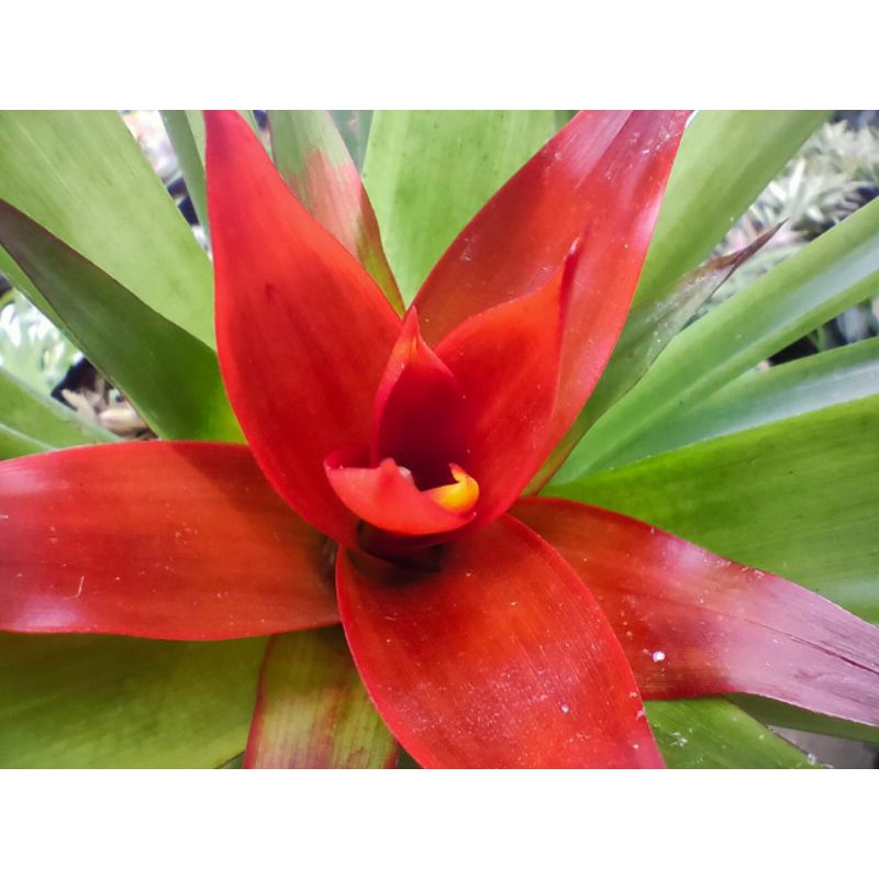 Jual Tanaman Bromelia Guzmania Merah/bunga merah/Mawar merah | Shopee ...