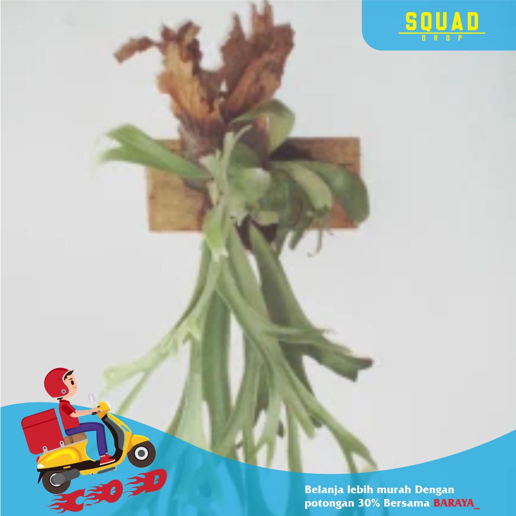 Jual Bibit Tanaman Tanduk Rusa - simbar tanduk rusa/ paku tanaman ...