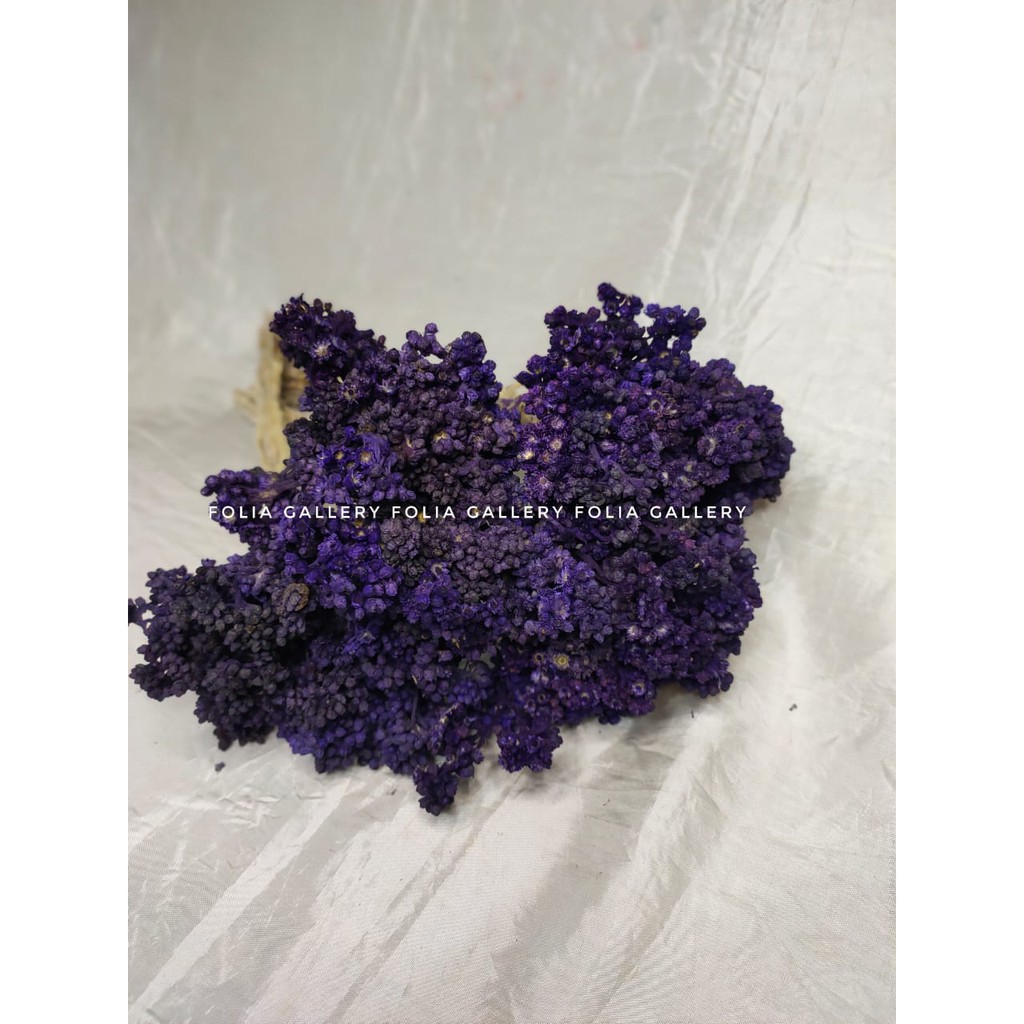 Jual 15 TANGKAI UNGU EDELWEIS BUDIDAYA Hiasan Buket Bunga Kering ...