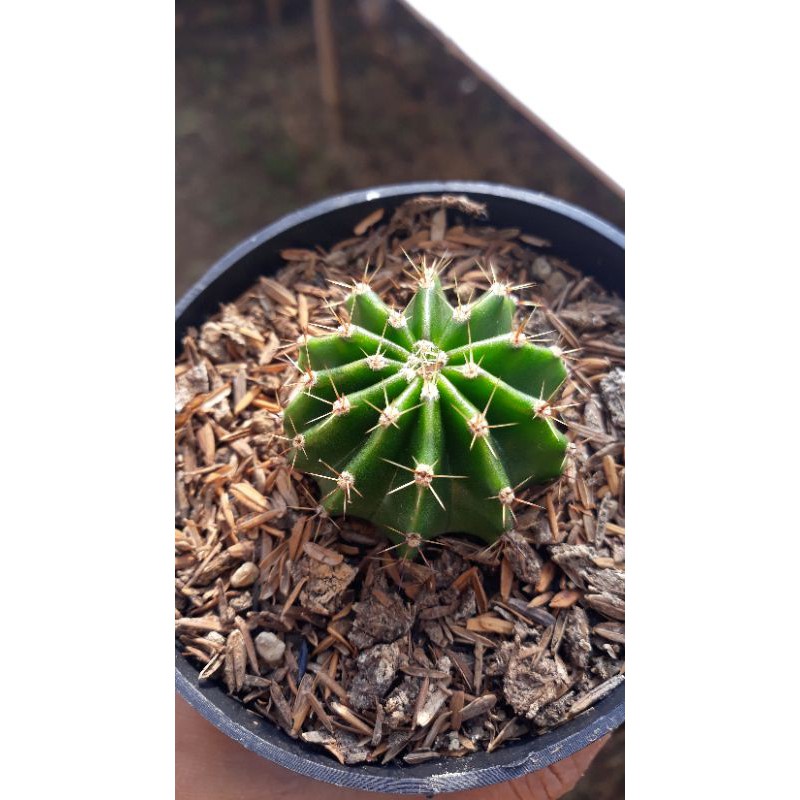 Echinopsis Oxygona Kaufen