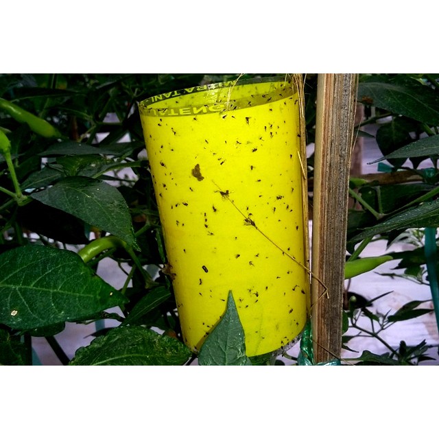 Jual Perangkap Likat Kuning (Yellow Sticky Trap) | Shopee Indonesia
